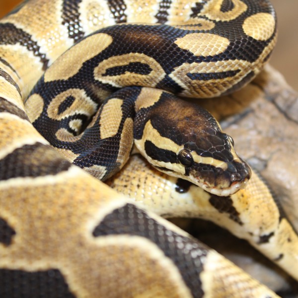 Royal Python - Python regius - Evolution Reptiles