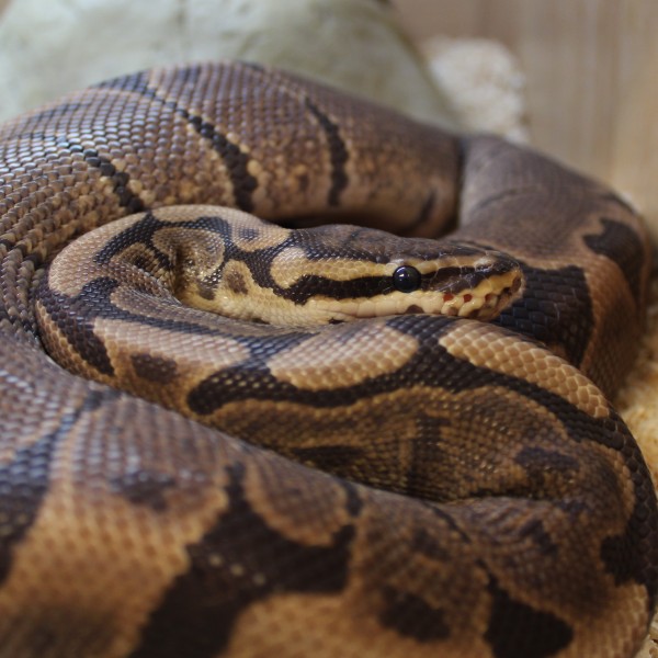 Woma Royal Pythons - Python regius - Evolution Reptiles