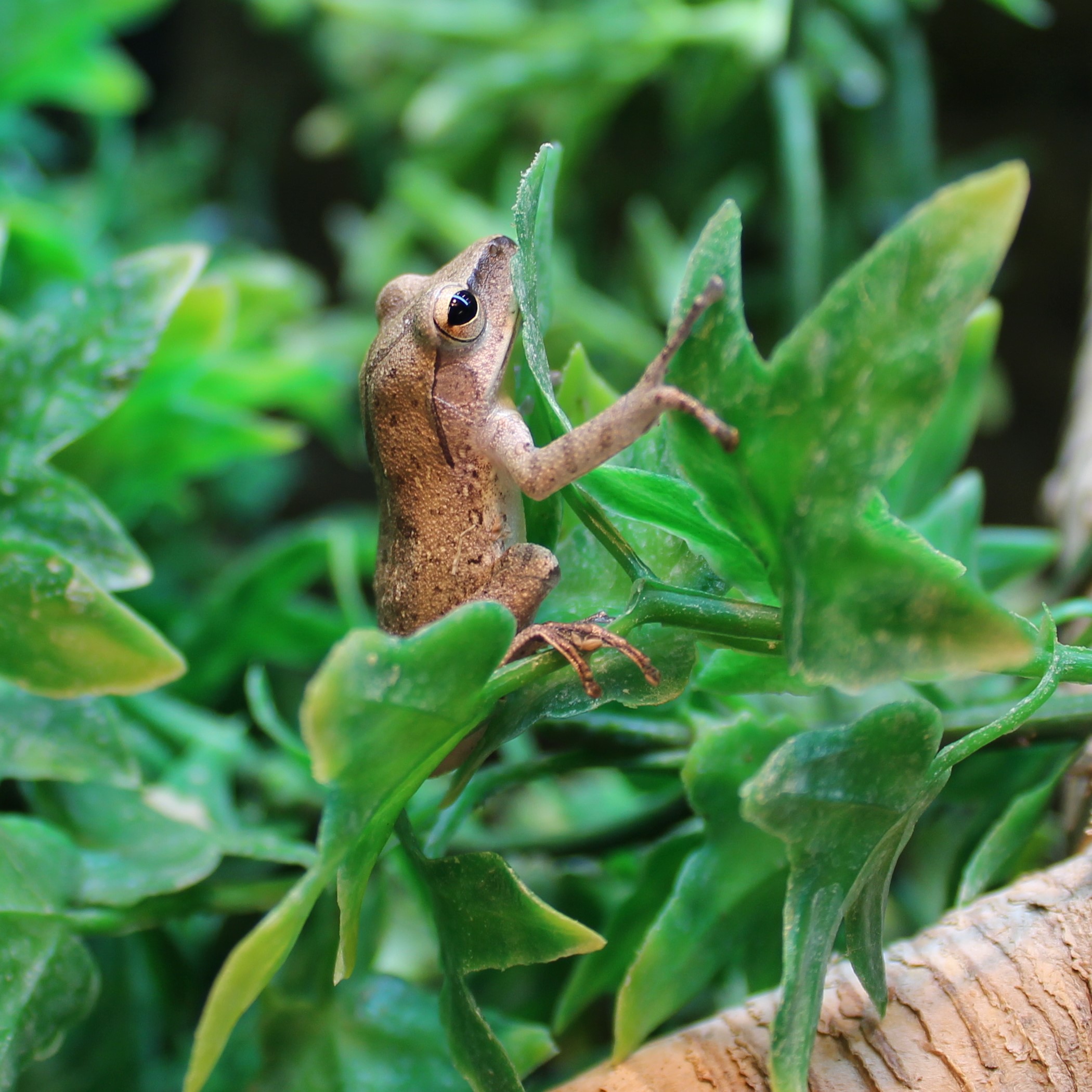 Gold Tree Frog – Polypedates leucomystax – Evolution Reptiles