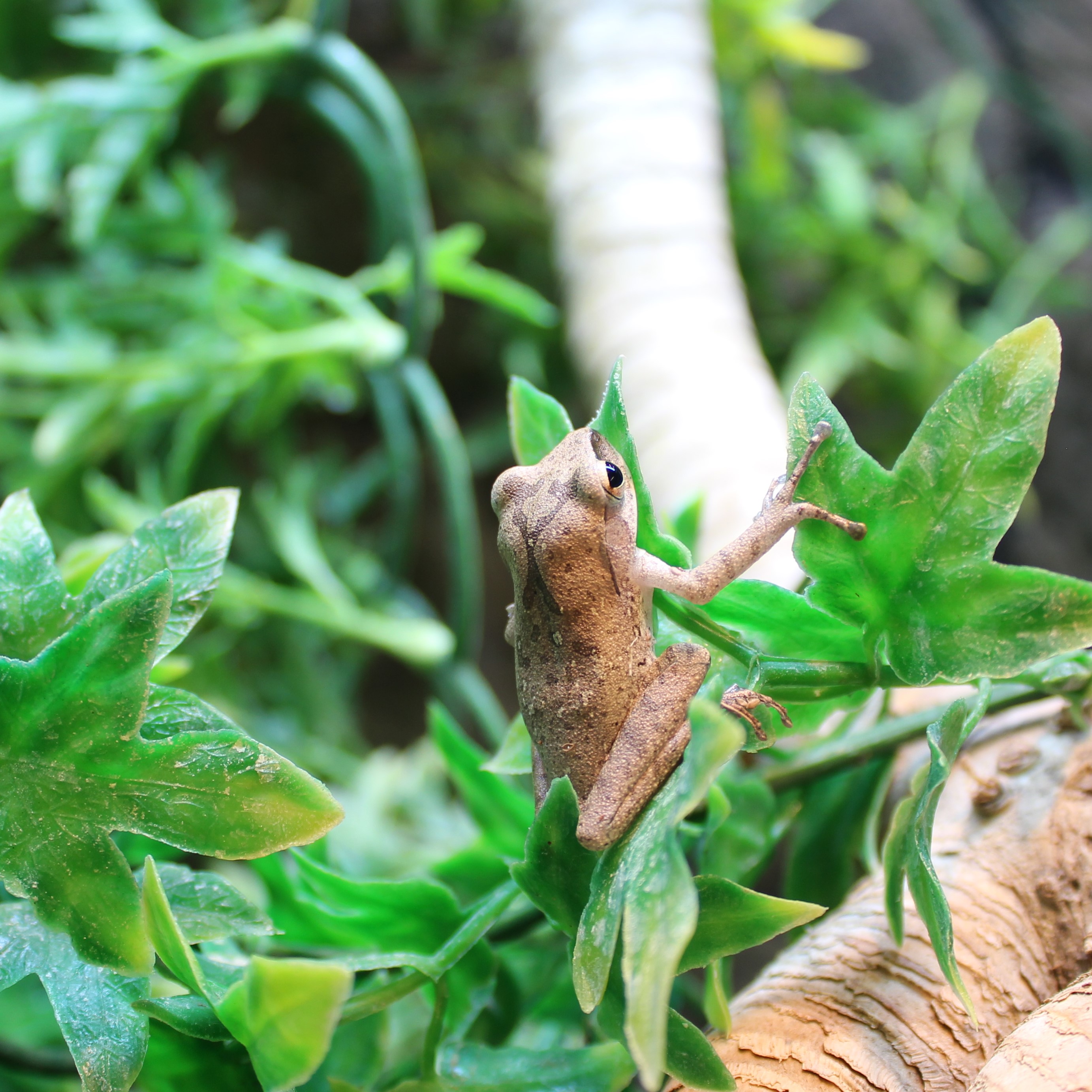 Gold Tree Frog – Polypedates leucomystax – Evolution Reptiles