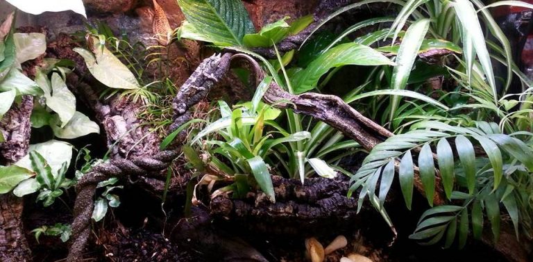 How to Make a Bioactive Vivarium (Arid) Step-by-step | Evolution Reptiles
