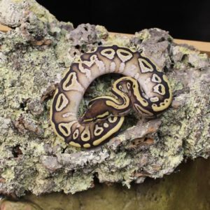 Mojave Royal Python | Evolution Reptiles