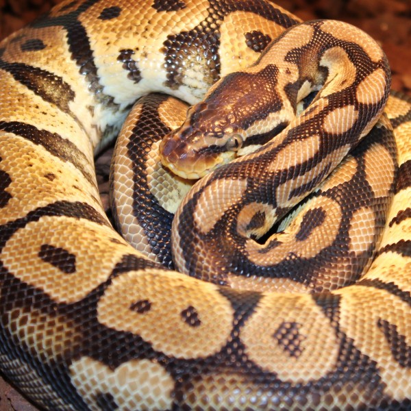 Royal Python | Evolution Reptiles