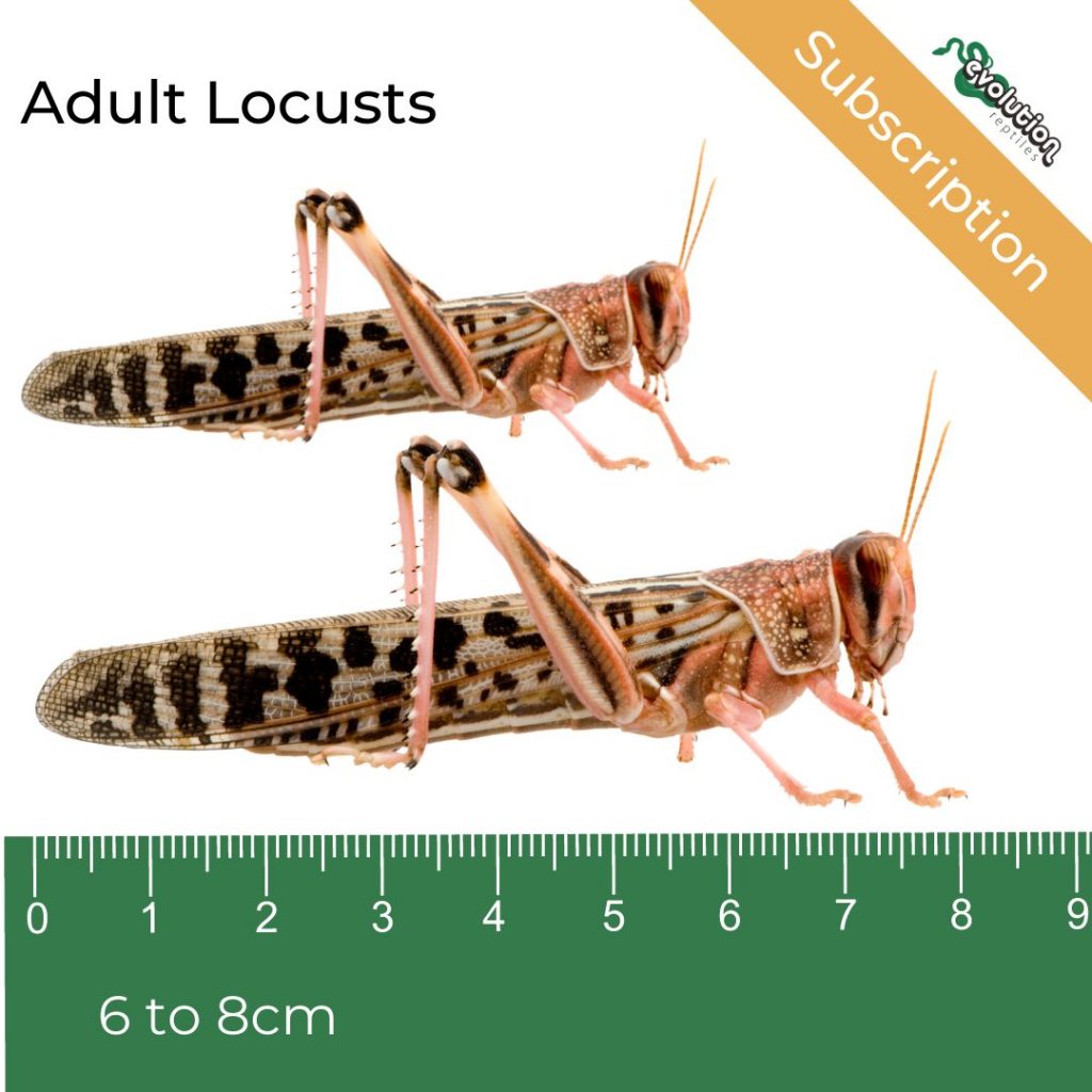 Locusts | Food Subscription for Reptiles | Evolution Reptiles