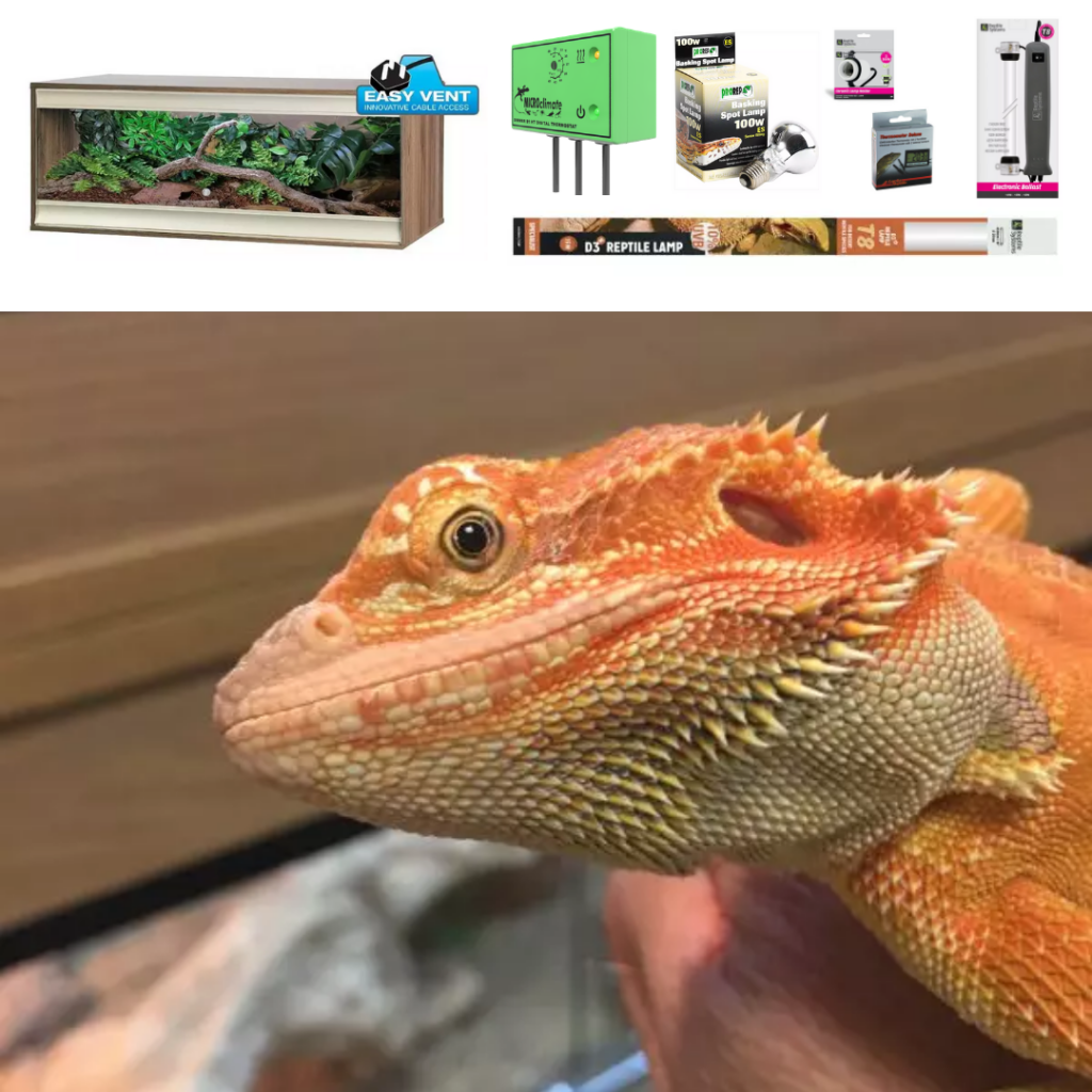 Royal Python Set Up - Large | Evolution Reptiles