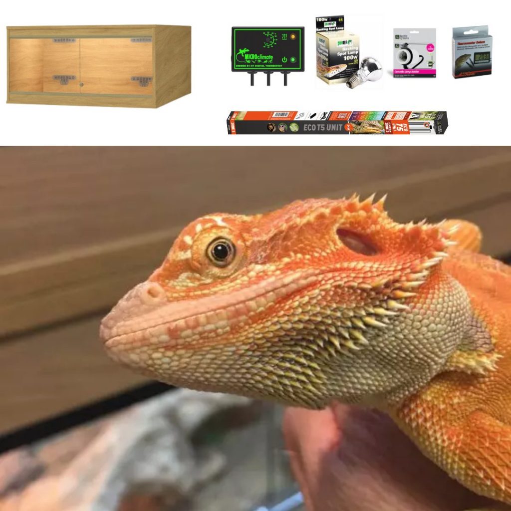Specialist Reptile Shop In Oxford | Reptile Supplies For Sale