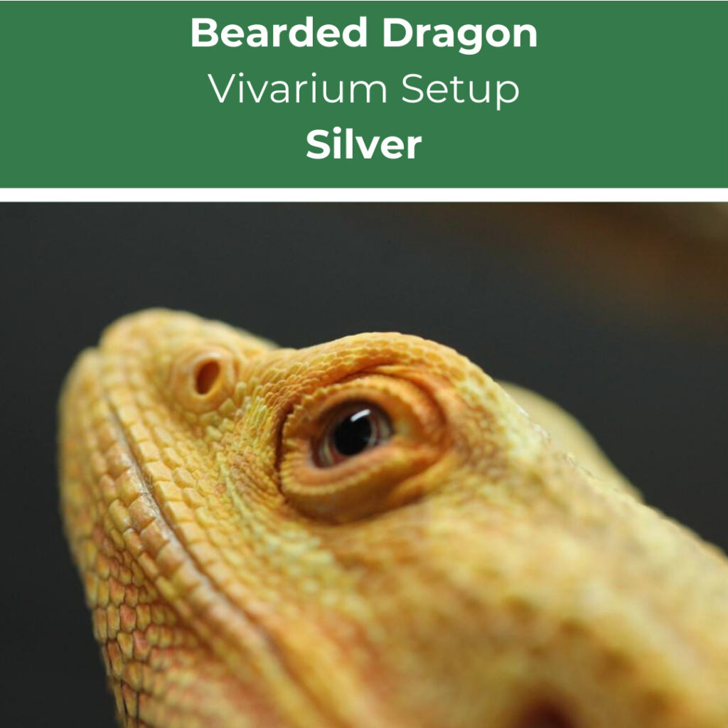 Translucent Bearded Dragon | Evolution Reptiles