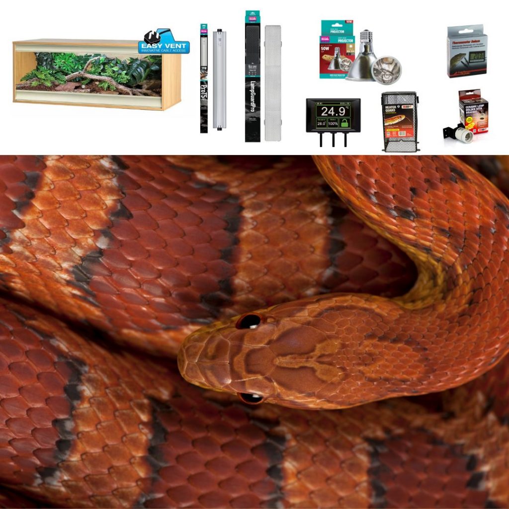 Snake Vivarium Setups | Evolution Reptiles