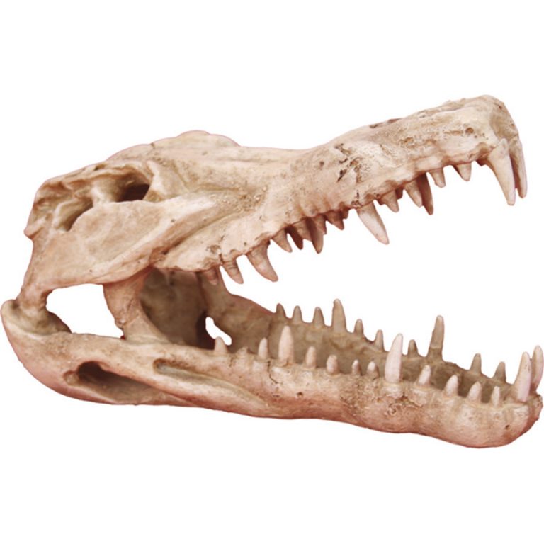 Lucky Reptile Deco Skull Crocodile | Evolution Reptiles