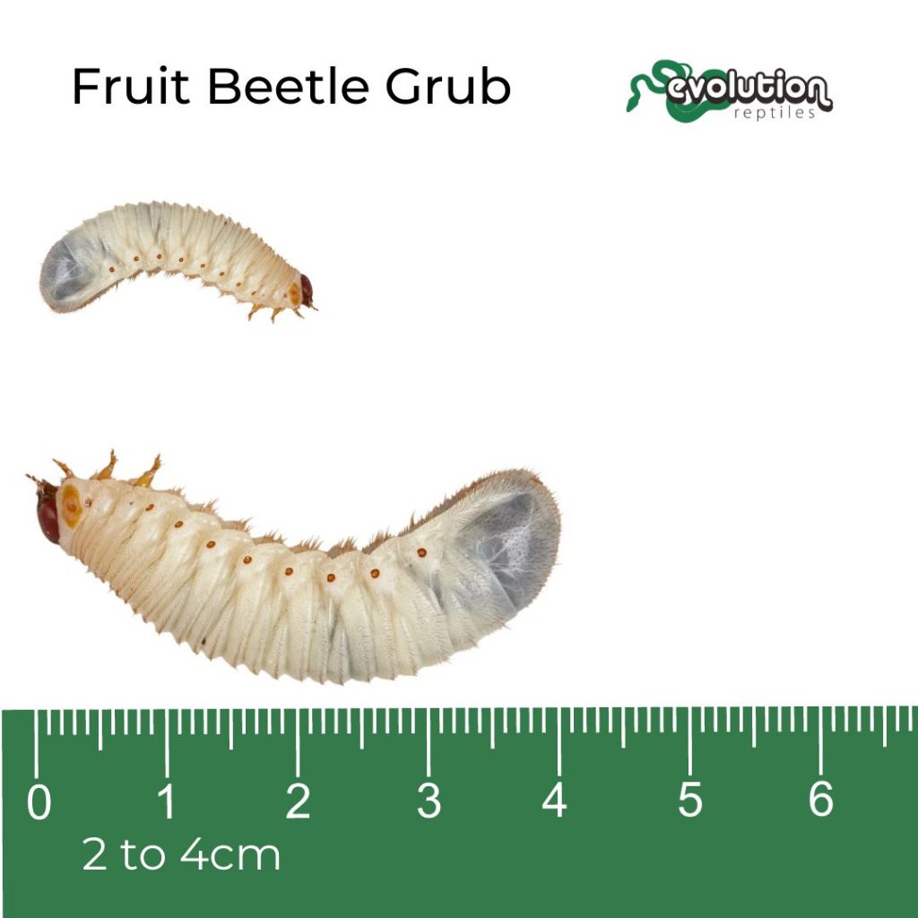 PLT Frozen Hopper Mice 6g+ Pack of 10 | Evolution Reptiles