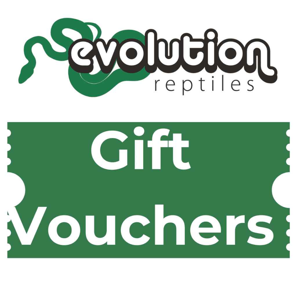 Exciting Range of Spiders Available to Buy In-Store | Evolution Reptiles