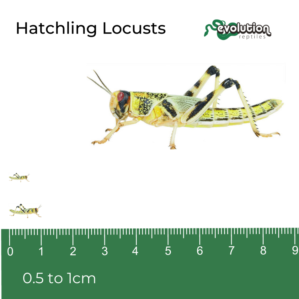 PLT Frozen Hopper Mice 6g+ Pack of 10 | Evolution Reptiles