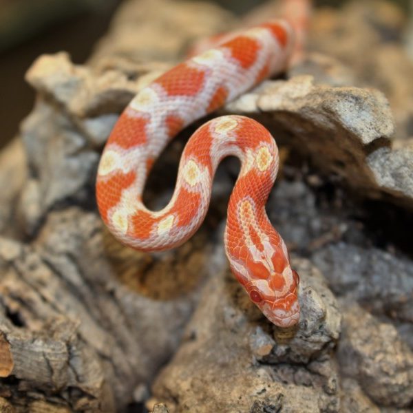 Striped Corn Snake | Evolution Reptiles