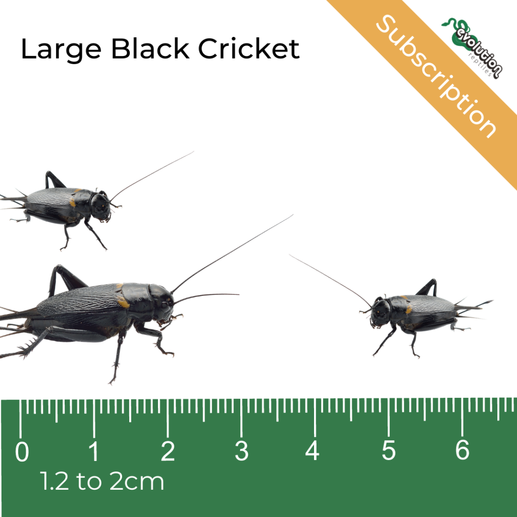 Crickets | Reptile Food Subscription | Evolution Reptiles