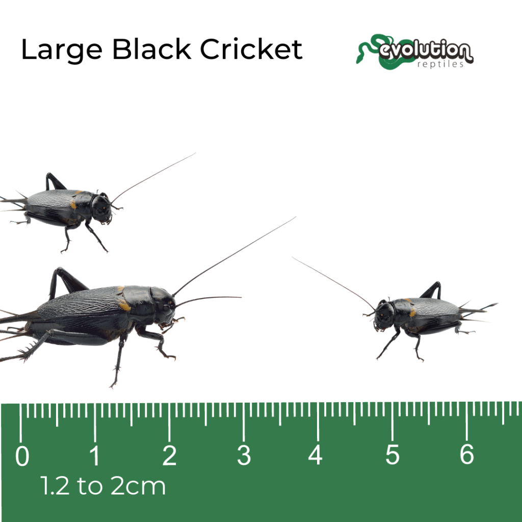 PLT Frozen Hopper Mice 6g+ Pack of 10 | Evolution Reptiles