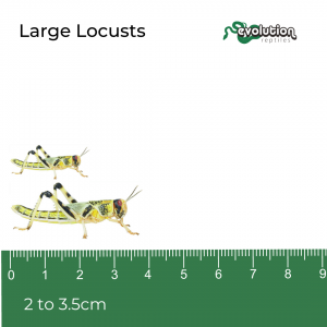 Medium Locusts 12-20mm | Evolution Reptiles |Buy Now