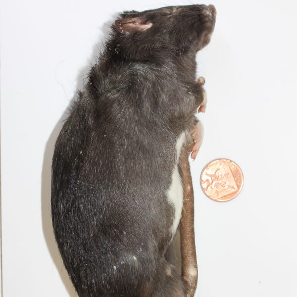 Frozen Rats | Evolution Reptiles