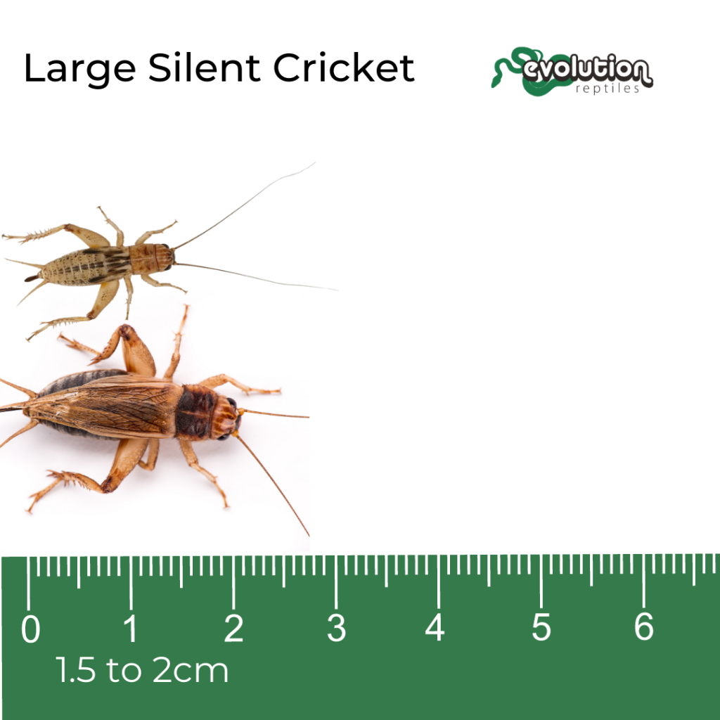 PLT Frozen Hopper Mice 6g+ Pack of 10 | Evolution Reptiles