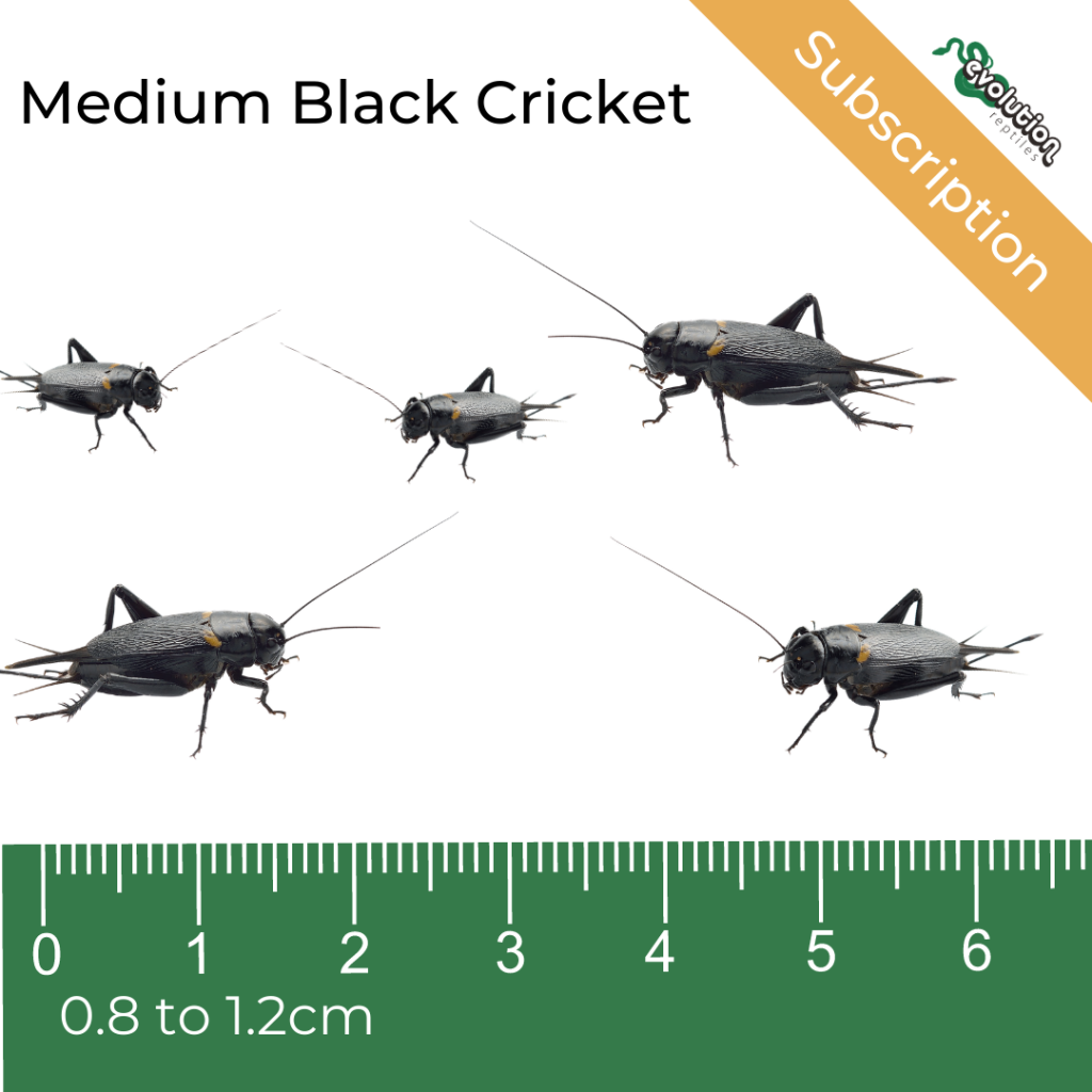 Crickets | Reptile Food Subscription | Evolution Reptiles