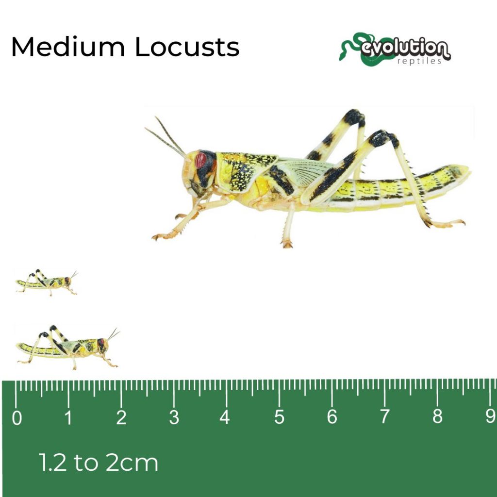 PLT Frozen Hopper Mice 6g+ Pack of 10 | Evolution Reptiles