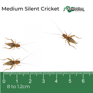 PLT Frozen Small/Medium Mice - 15g+ Pack of 10 | Evolution Reptiles