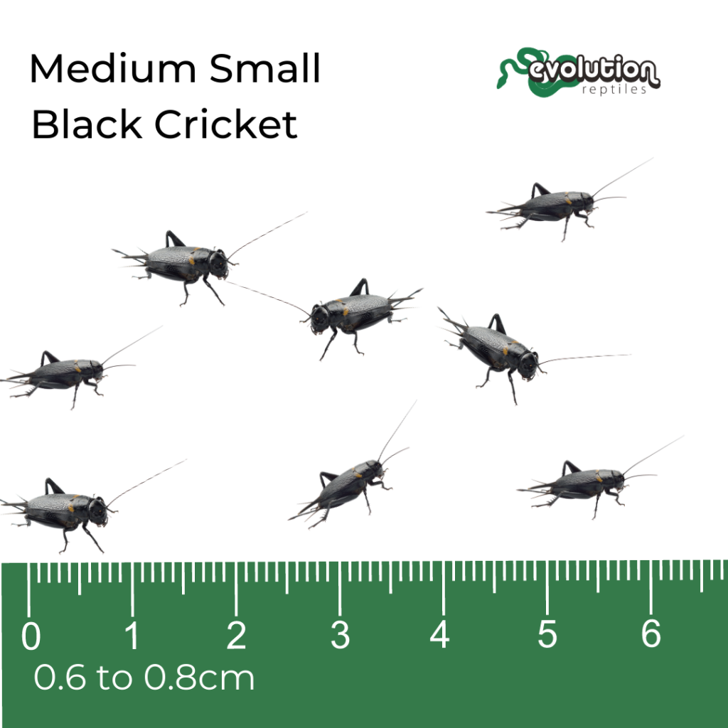 PLT Frozen Hopper Mice 6g+ Pack of 10 | Evolution Reptiles