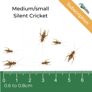 Medium Small Silent Crickets Subscription 6-8mm | Evolution Reptiles