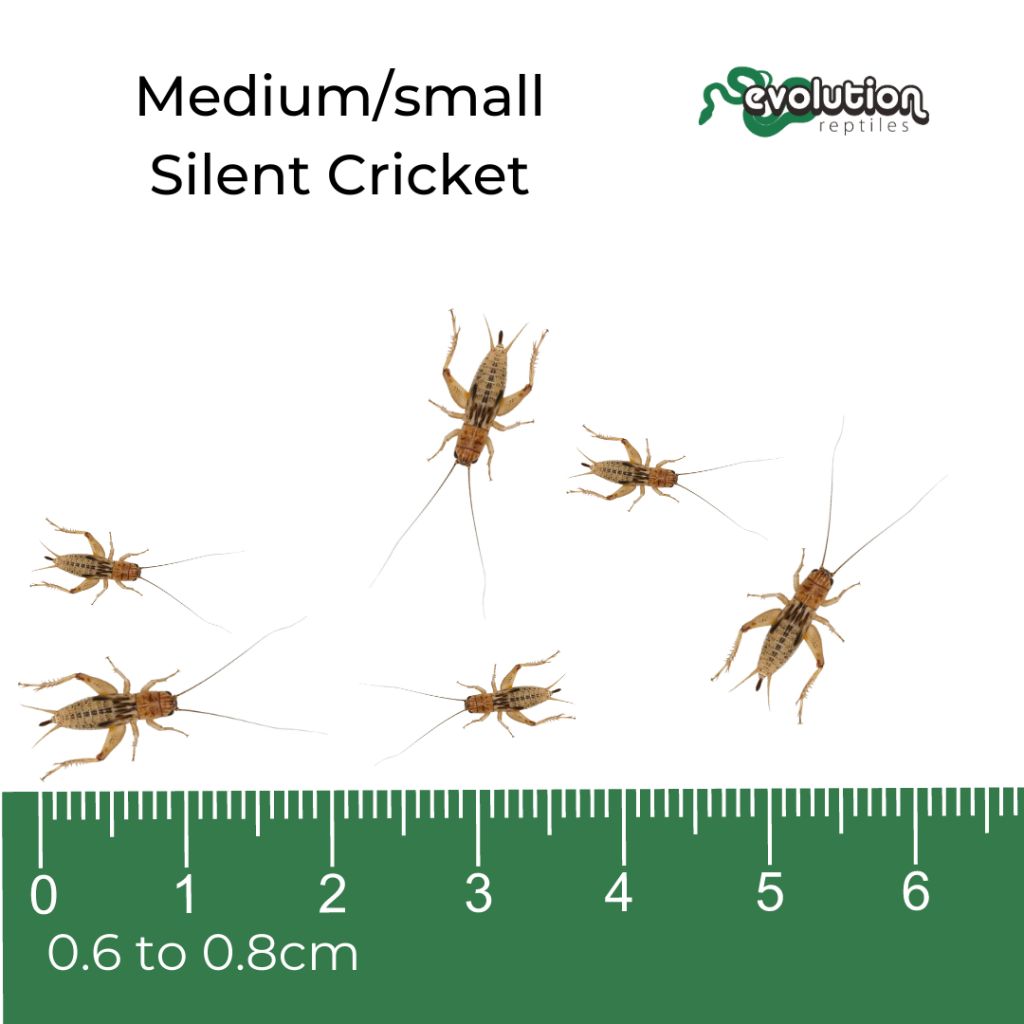 PLT Frozen Hopper Mice 6g+ Pack of 10 | Evolution Reptiles