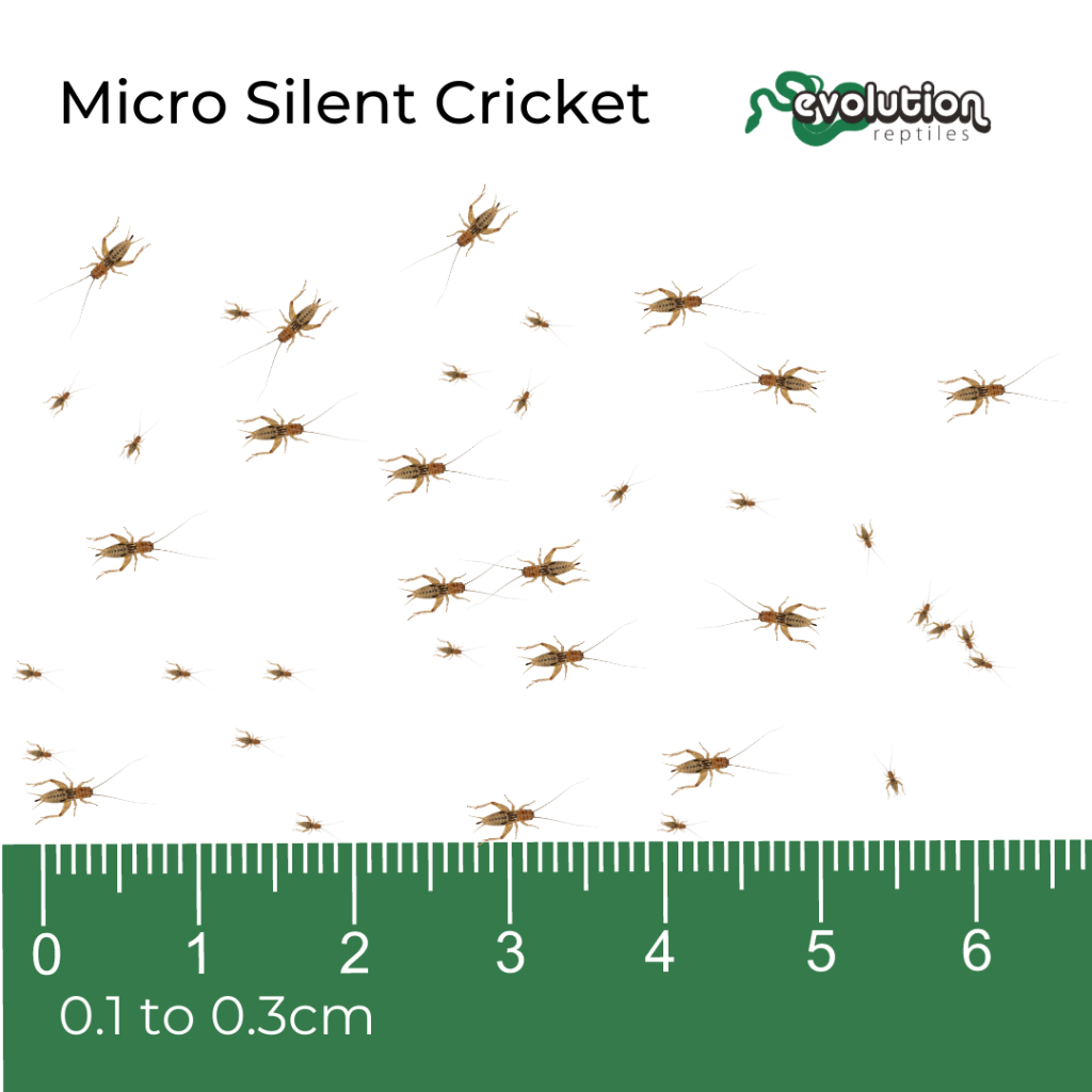 PLT Frozen Hopper Mice 6g+ Pack of 10 | Evolution Reptiles