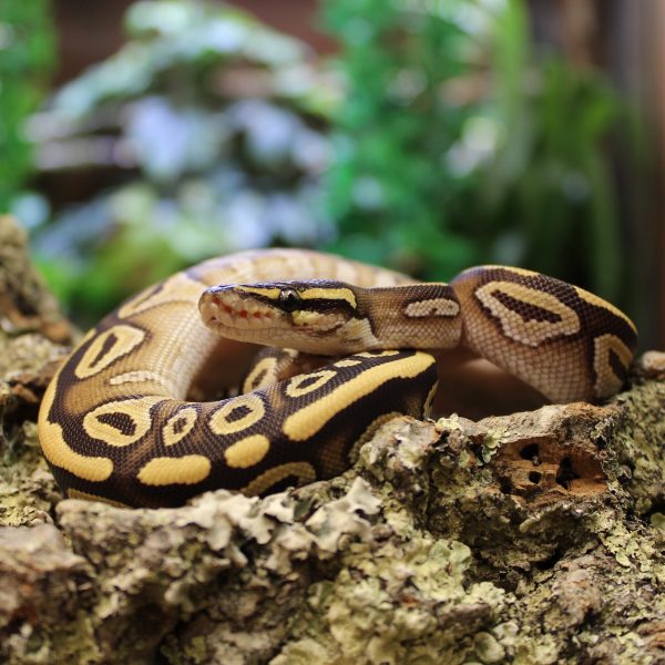 Royal Python | Evolution Reptiles