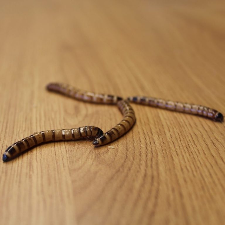 Morio Worms - Subscription | Evolution Reptiles
