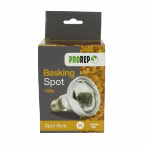 Corn Snake Vivarium Set up - Bronze Standard | Evolution Reptiles