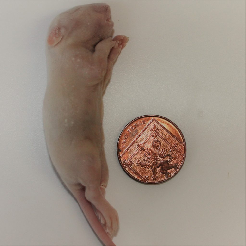 Frozen Rats | Evolution Reptiles