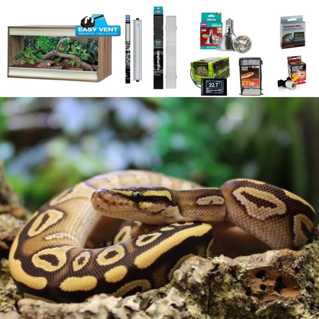 Reptile Starter Kits & Setups | Sale Now On | Evolution Reptiles