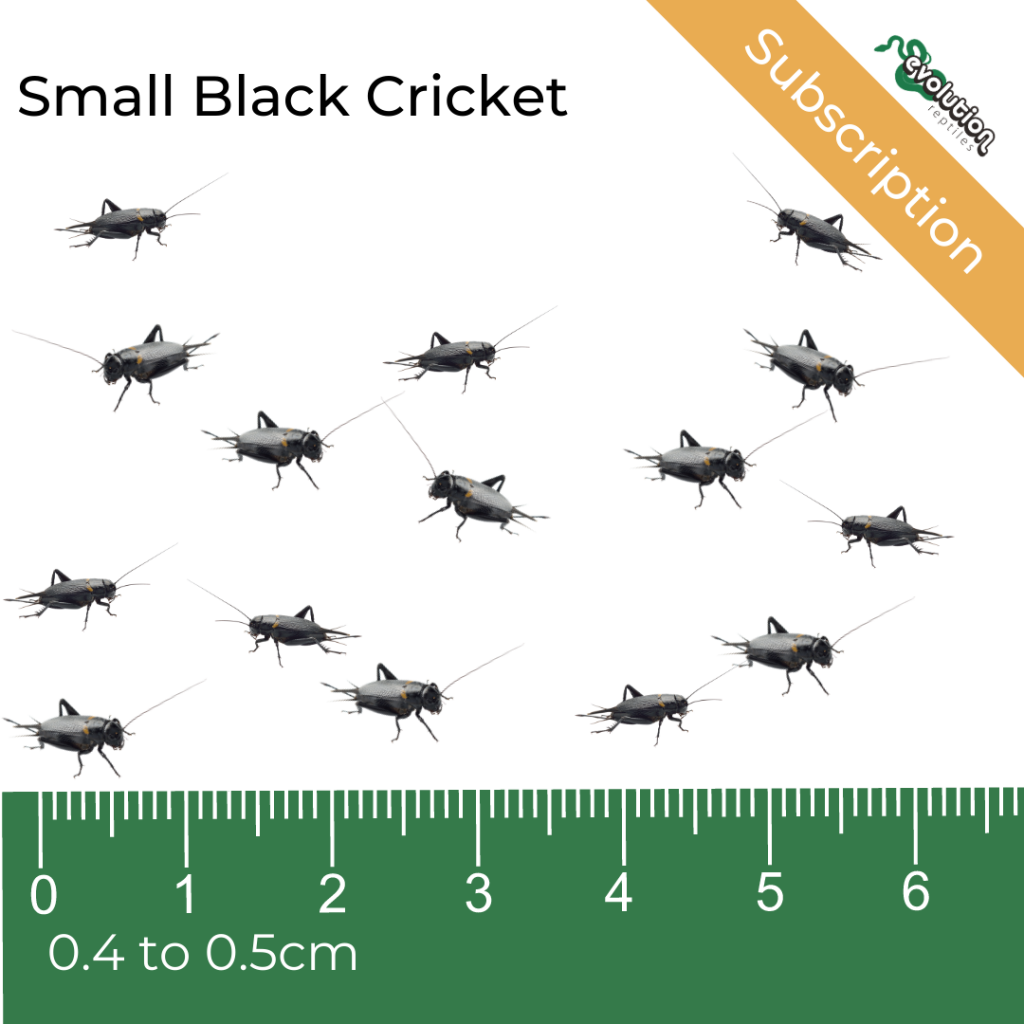 Crickets | Reptile Food Subscription | Evolution Reptiles