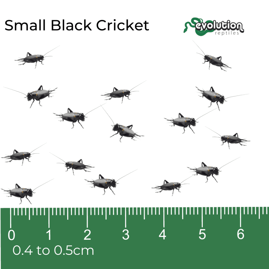 Micro Silent Crickets 1-3mm | Evolution Reptiles