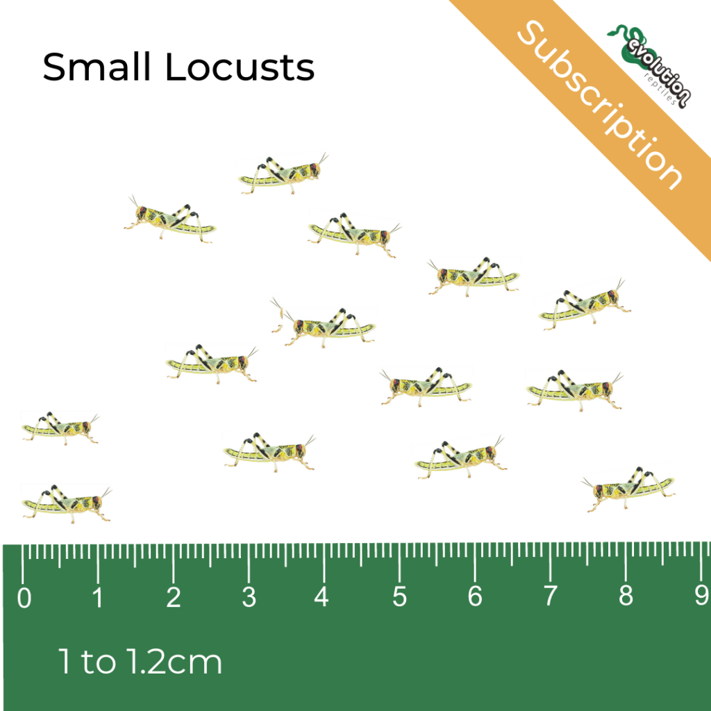 Locusts | Food Subscription for Reptiles | Evolution Reptiles