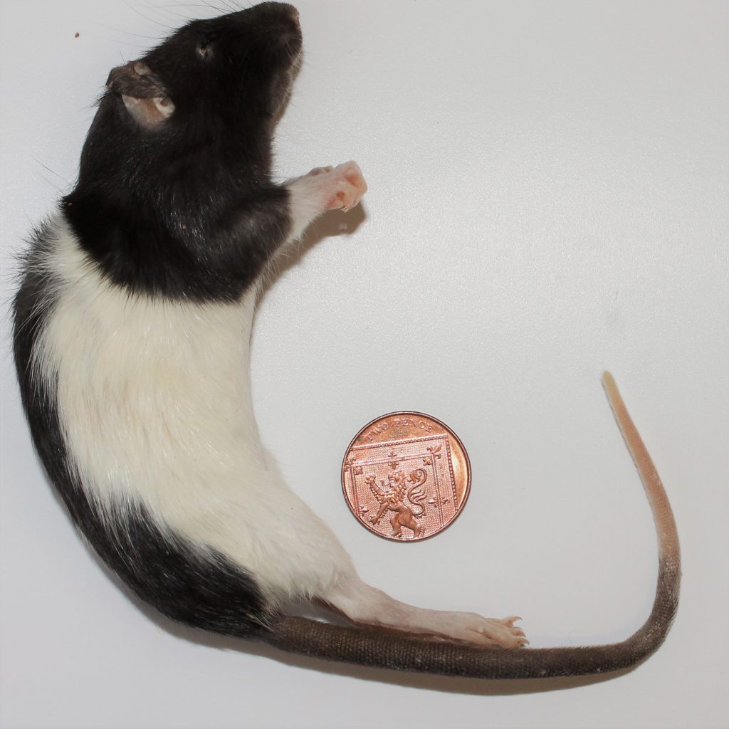 PLT Frozen Rats - Small 100g+ - Pack of 5 | Evolution Reptiles