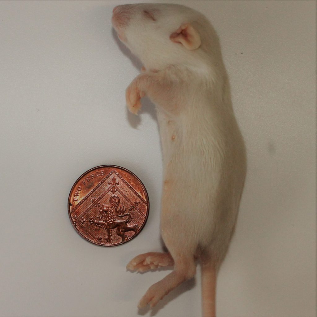 PLT Frozen Rats - Small Weaners 30g+ - Pack of 10 | Evolution Reptiles