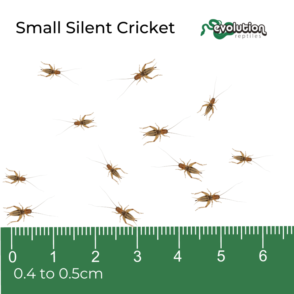 PLT Frozen Hopper Mice 6g+ Pack of 10 | Evolution Reptiles