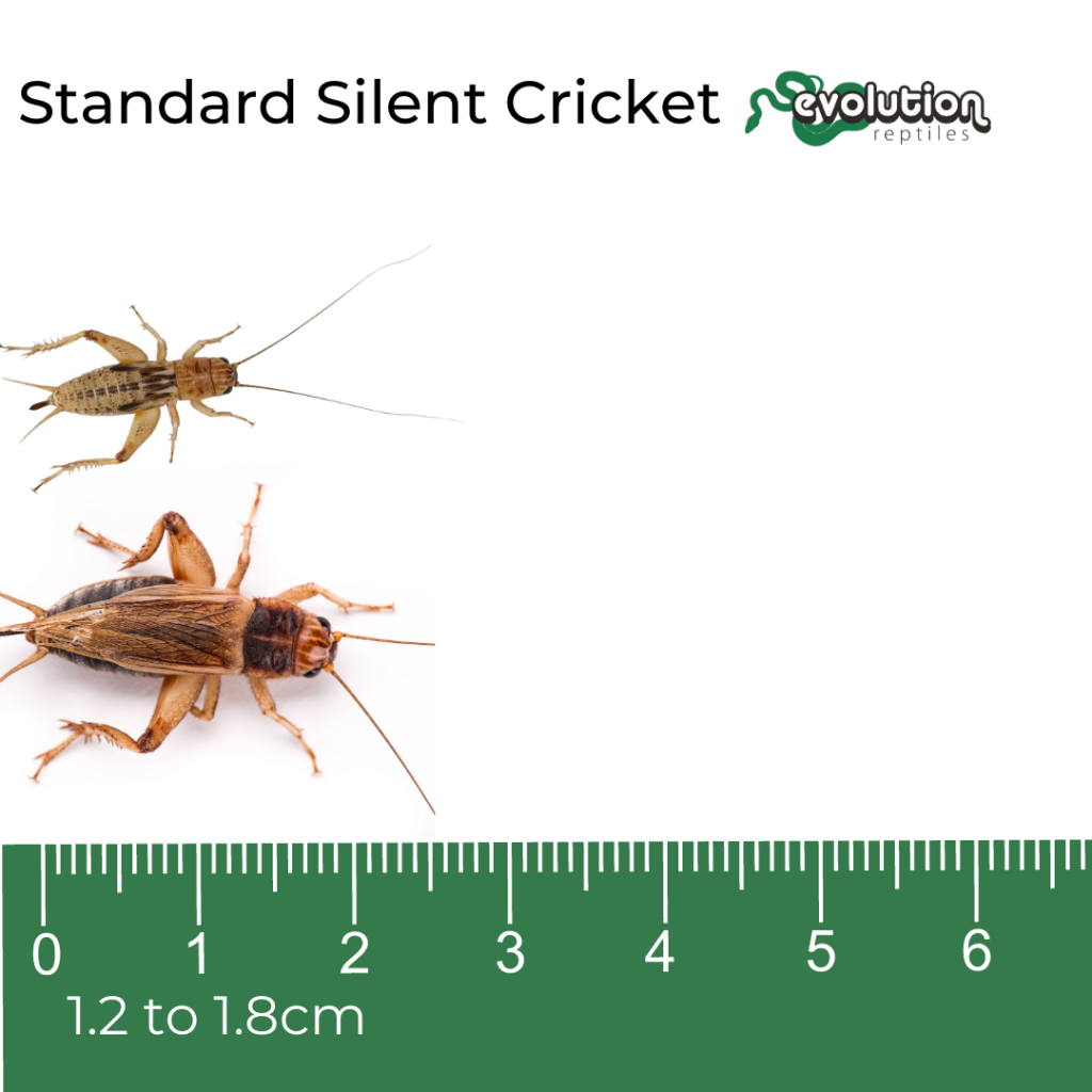 PLT Frozen Hopper Mice 6g+ Pack of 10 | Evolution Reptiles