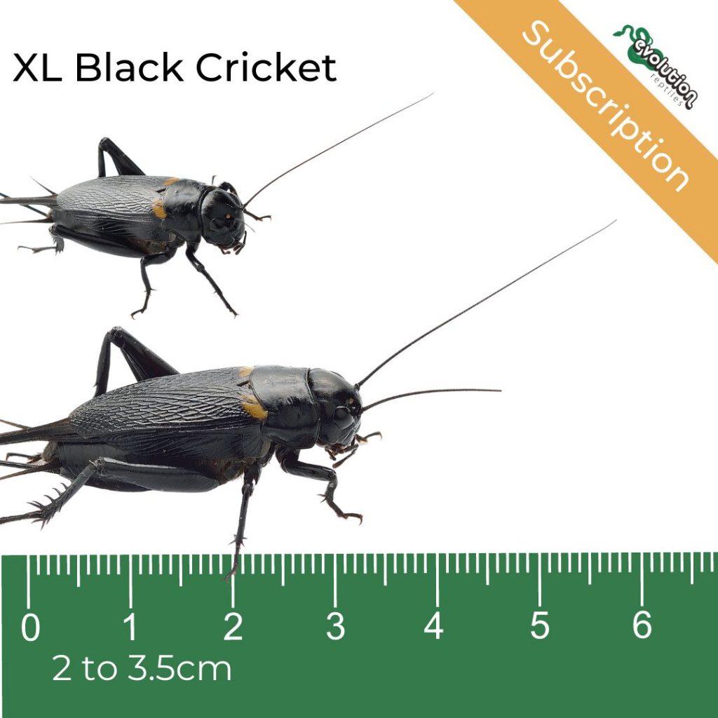 Crickets | Reptile Food Subscription | Evolution Reptiles