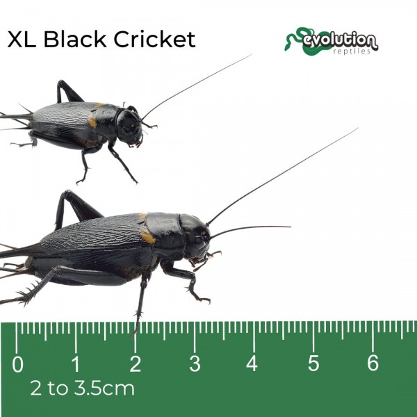 Black Crickets - Micro | Evolution Reptiles