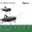 Black Crickets - Micro | Evolution Reptiles