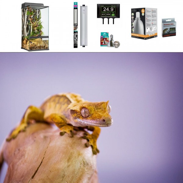 Royal Python Set Up - Large | Evolution Reptiles