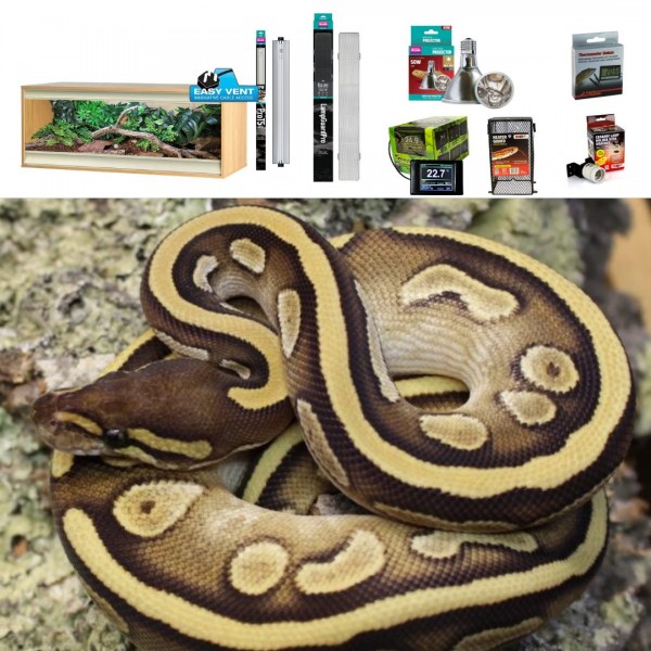 Brazilian Rainbow Boa | Evolution Reptiles