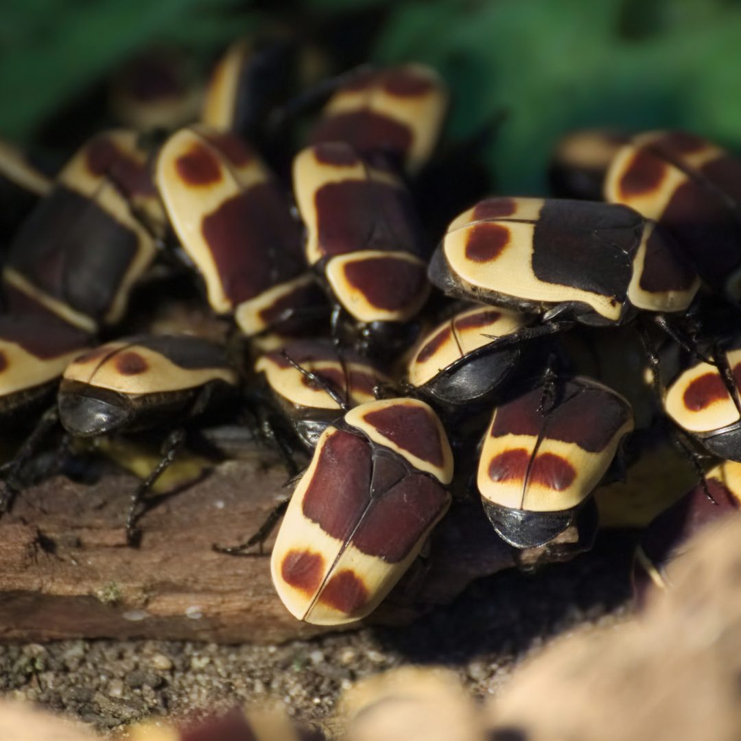 Sun Beetle | Evolution Reptiles