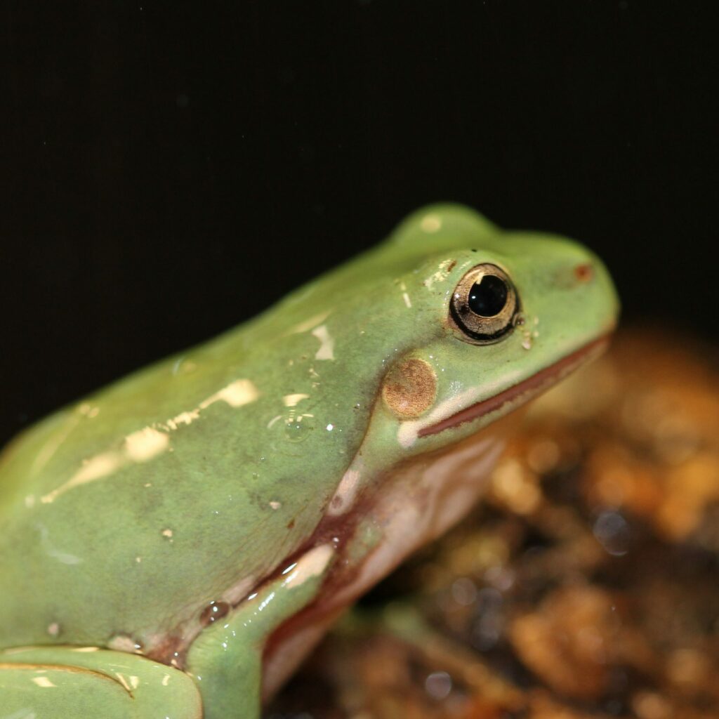 Reptile Starter Kits & Setups | Sale Now On | Evolution Reptiles