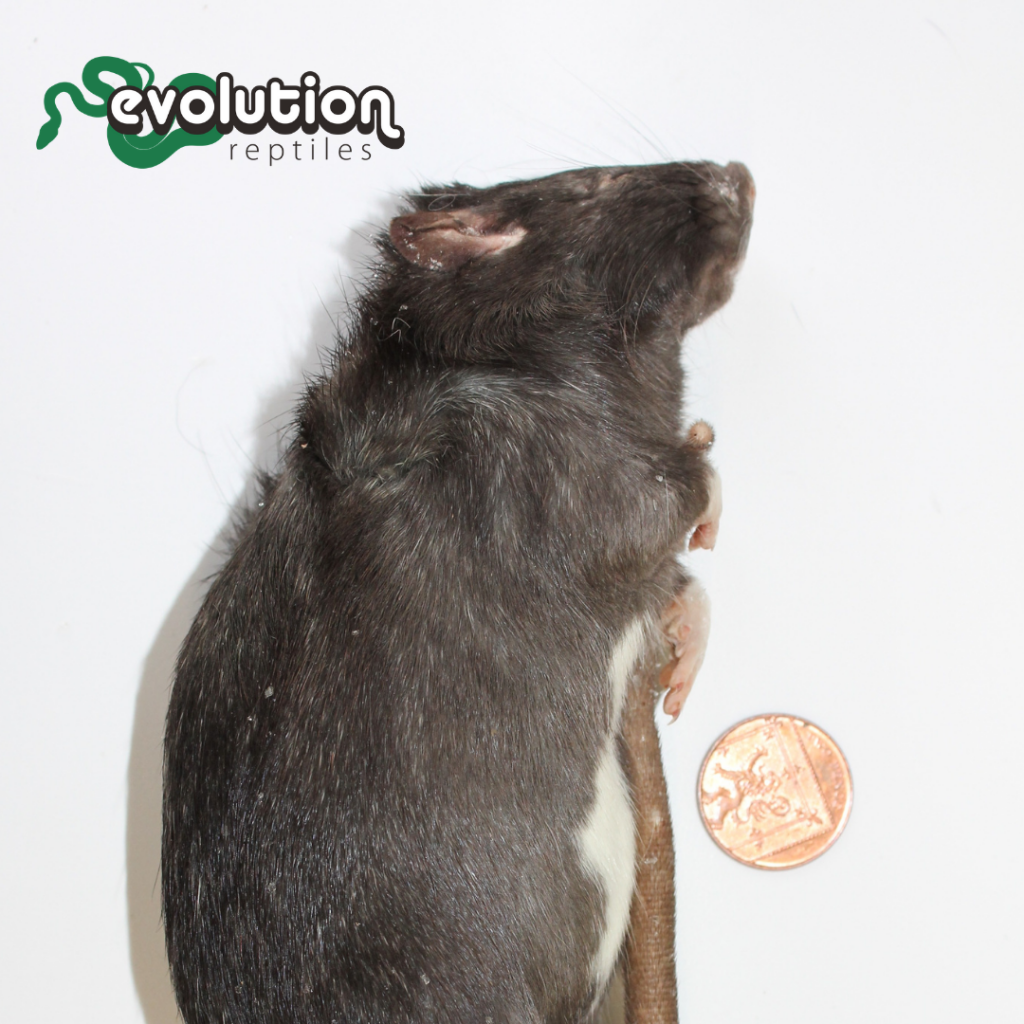 Frozen Reptile Food | Evolution Reptiles