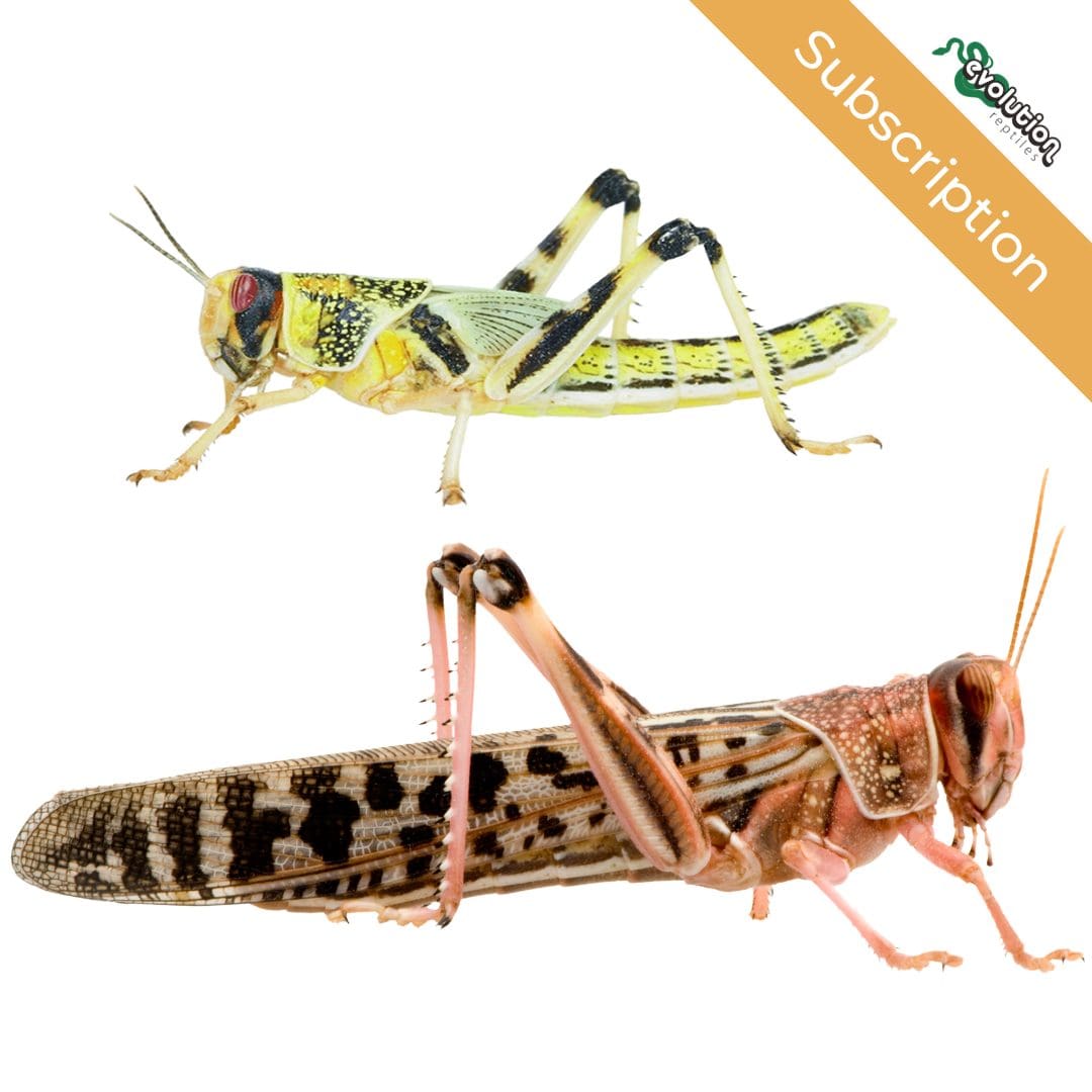 Livefood Subscription Service | Evolution Reptiles